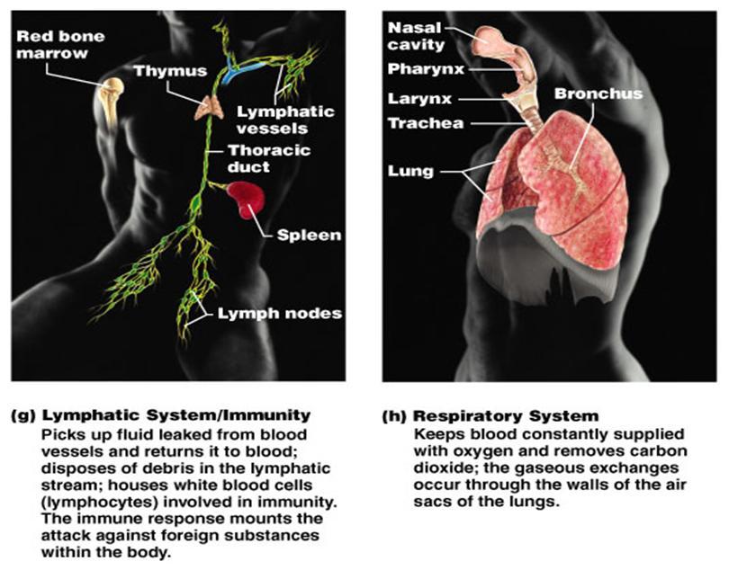 TooSogiE Medical Images: Organ Systems of the Body : Lymphatic System ...