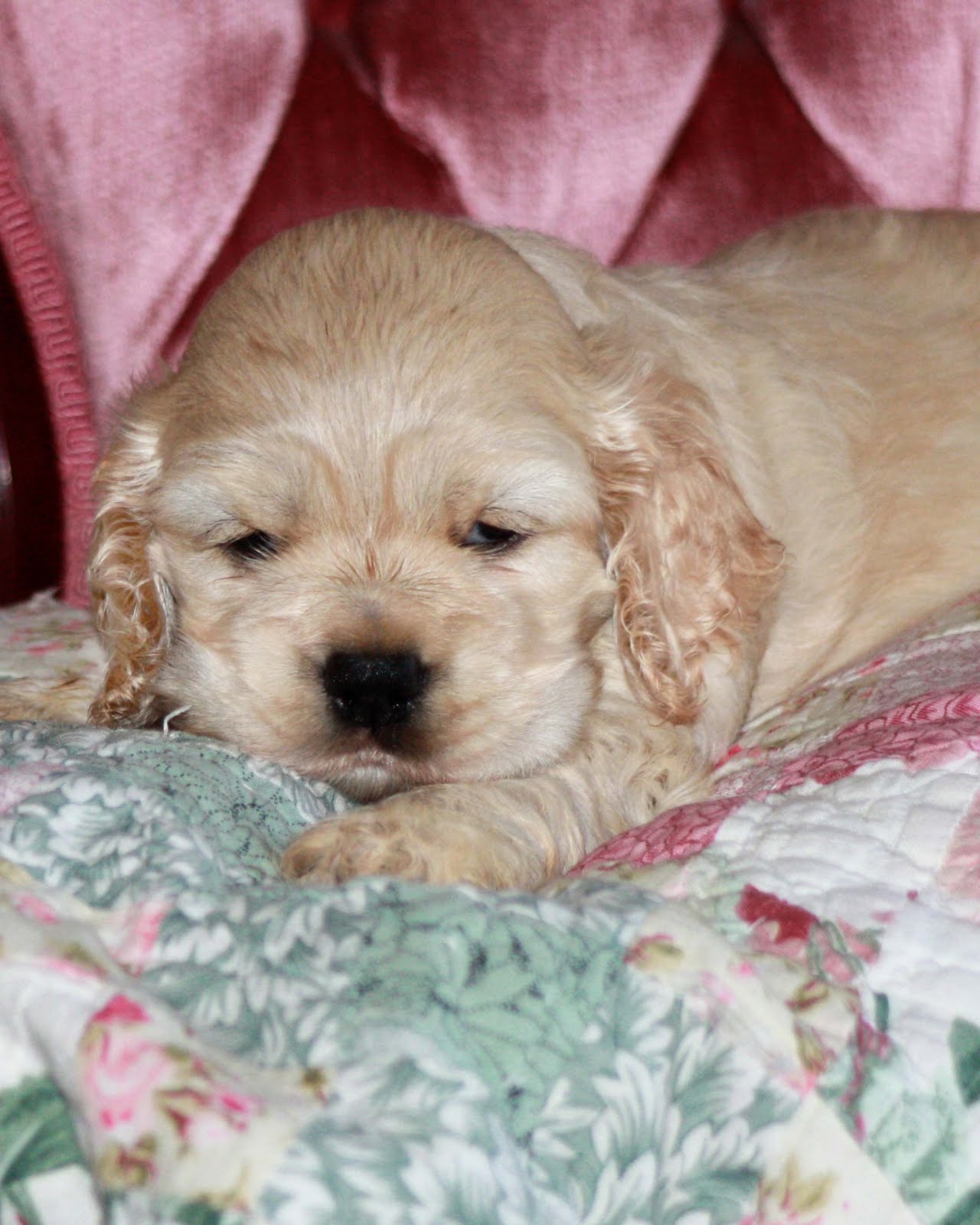 American Cocker Spaniel Pups