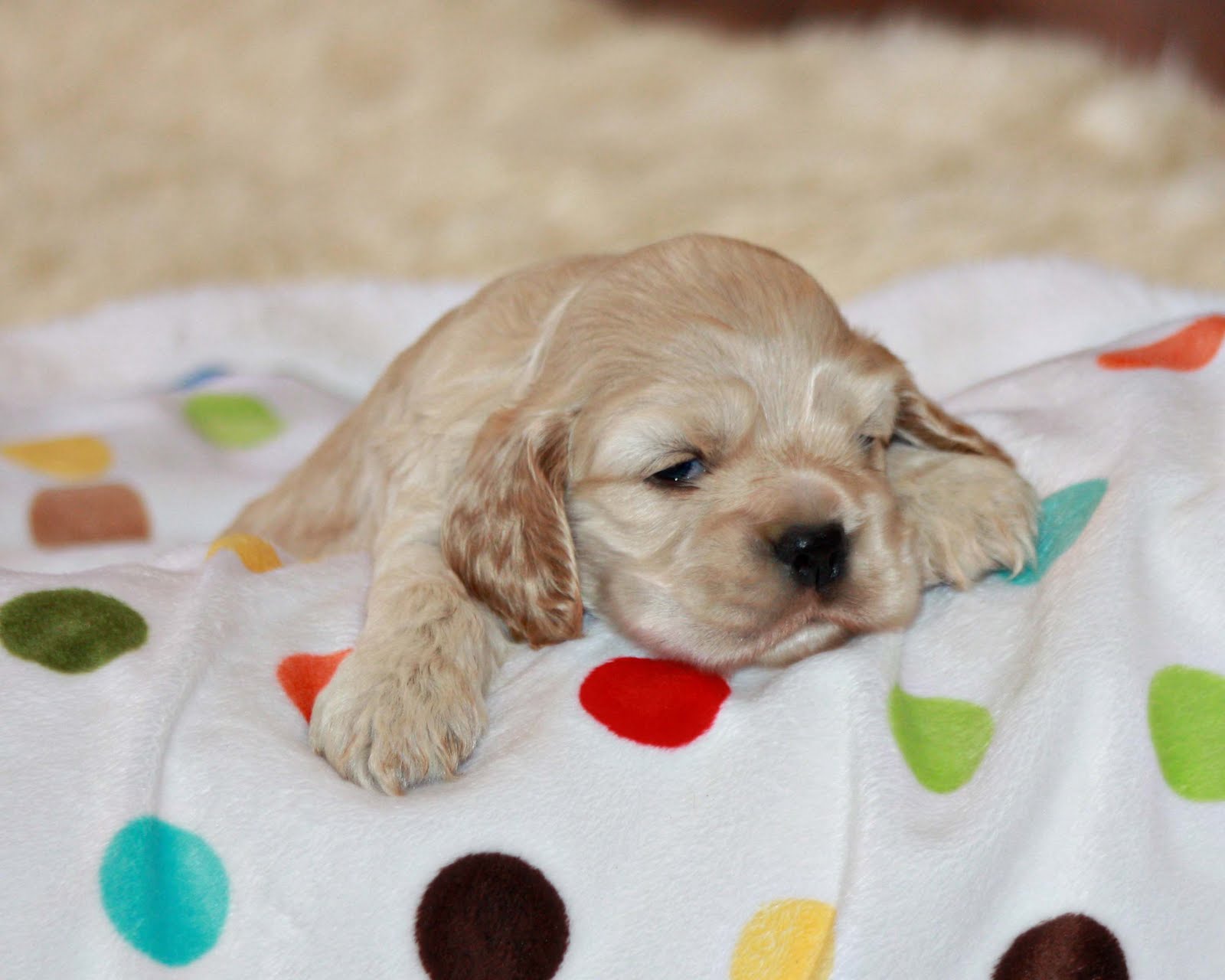 American Cocker Spaniel Pups