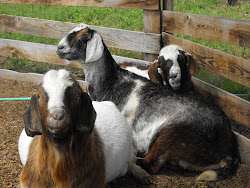 Simply Sowing: How to Dock Lamb's Tails - in two shakes of a lamb's tail.