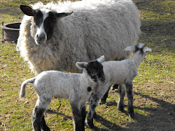 Simply Sowing: How to Dock Lamb's Tails - in two shakes of a lamb's tail.