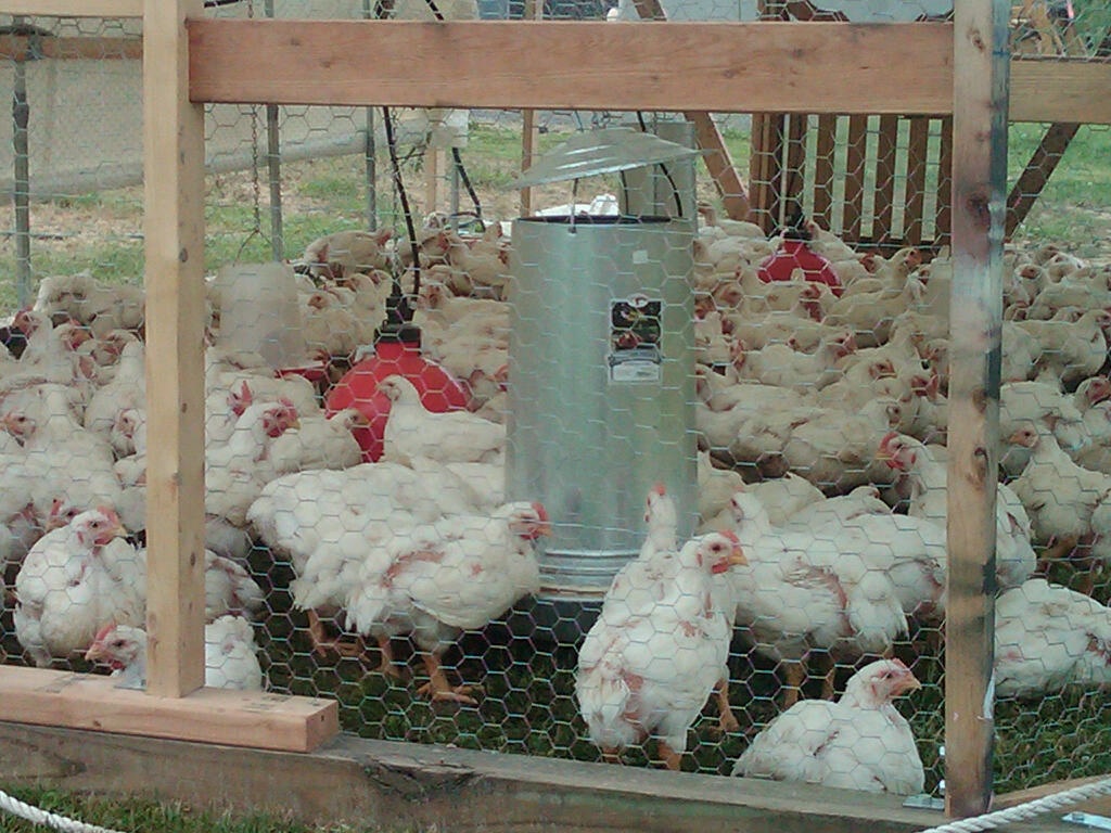 Sussex...Naturally: Locally produced poultry-Farm Raised just tastes ...