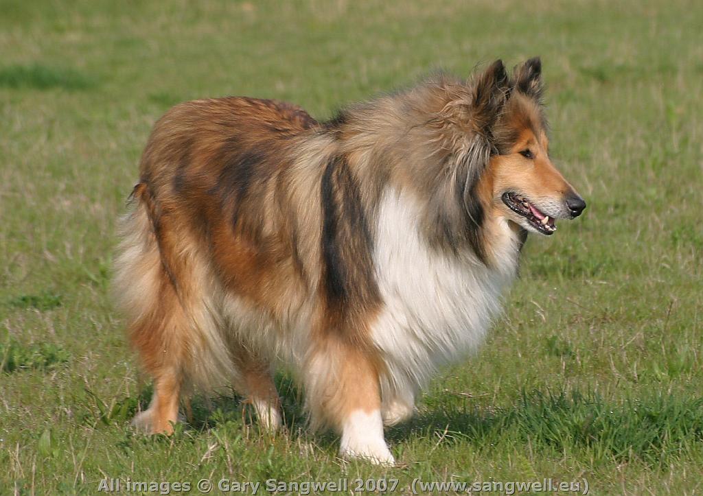 4 civette sul comò: Torna a casa, Lassie!