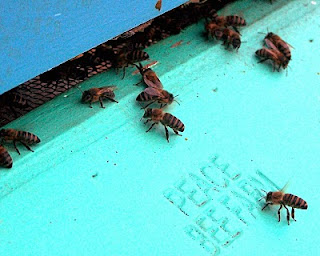 The Peace Bee Farmer: The Langstroth Bee Hive