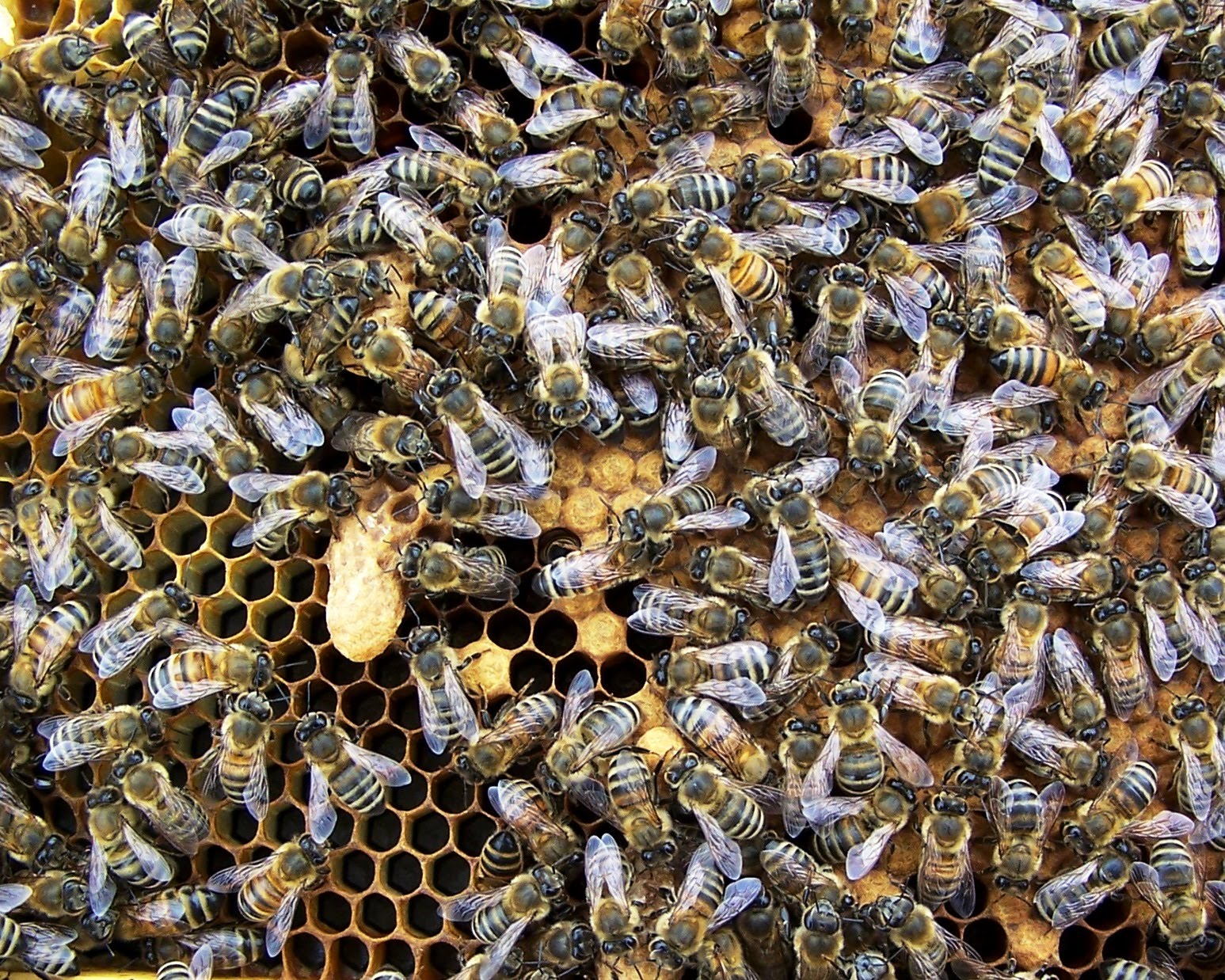 The Peace Bee Farmer: Queen Cells Appear