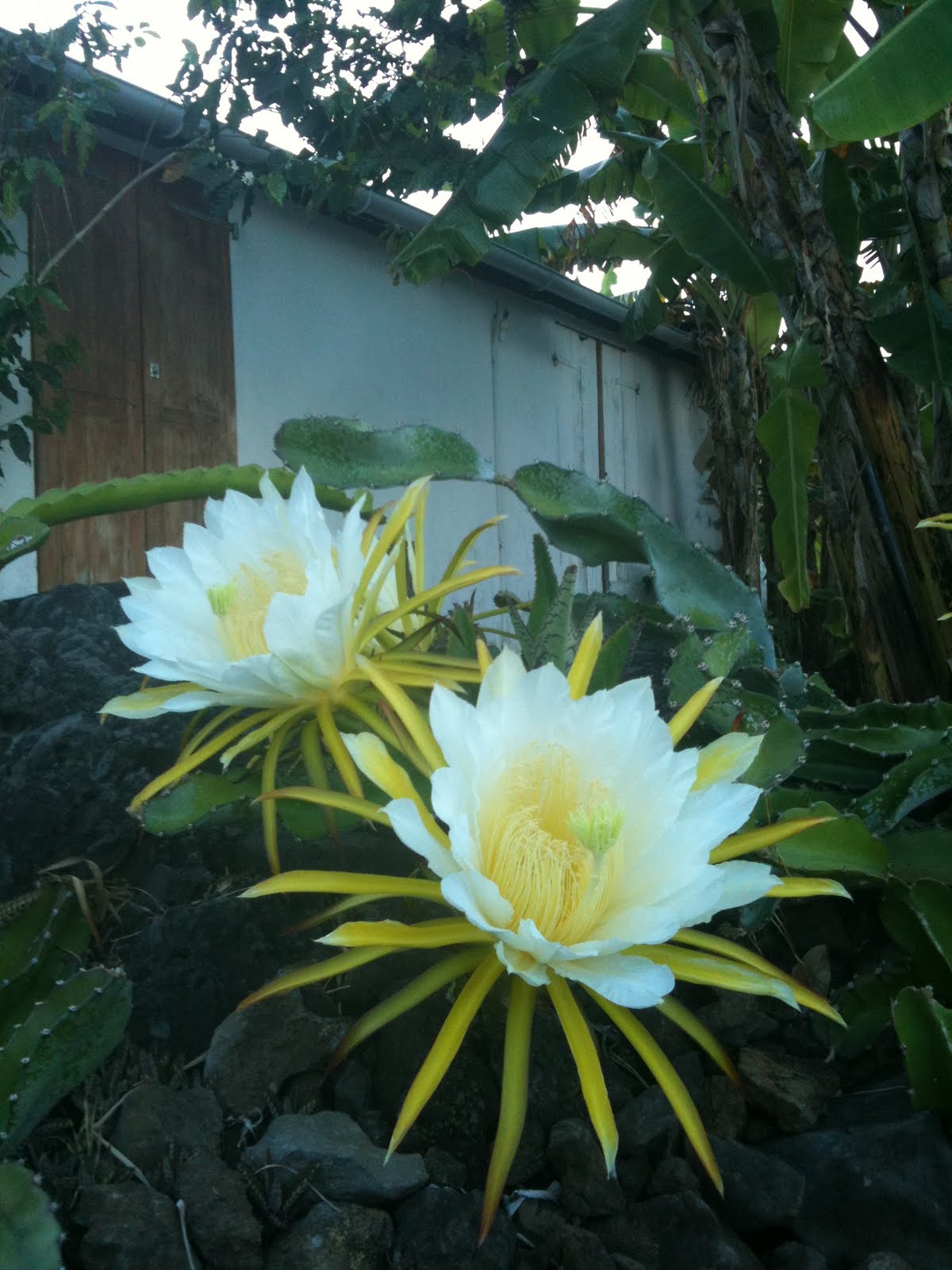 voyages d'iles, voyage d'elle: pitaya's flowers