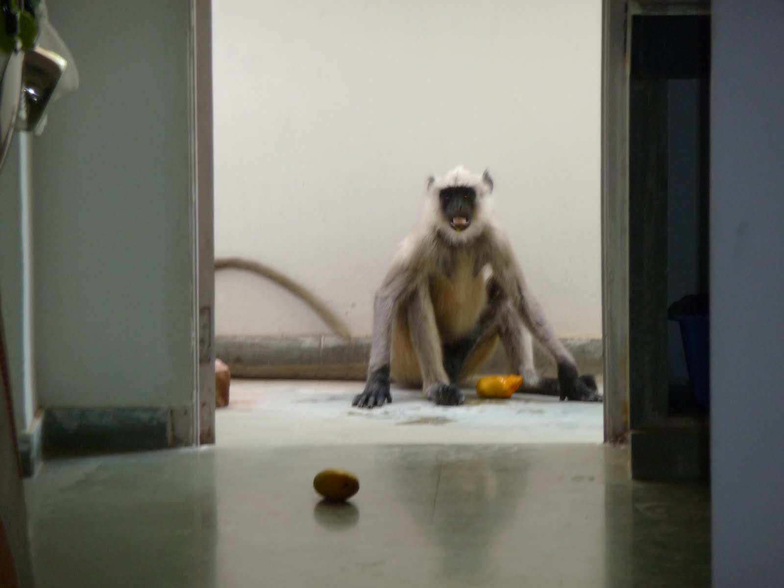 Stranger in a Strange Land: Hey, hey! We're the Monkeys! People say we ...