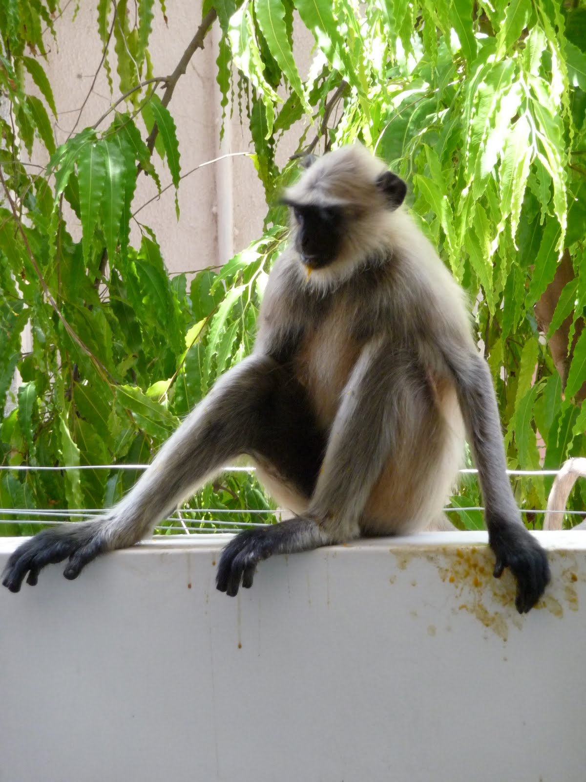 Stranger in a Strange Land: Hey, hey! We're the Monkeys! People say we ...