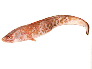 Frutos del Mar: ROSADA