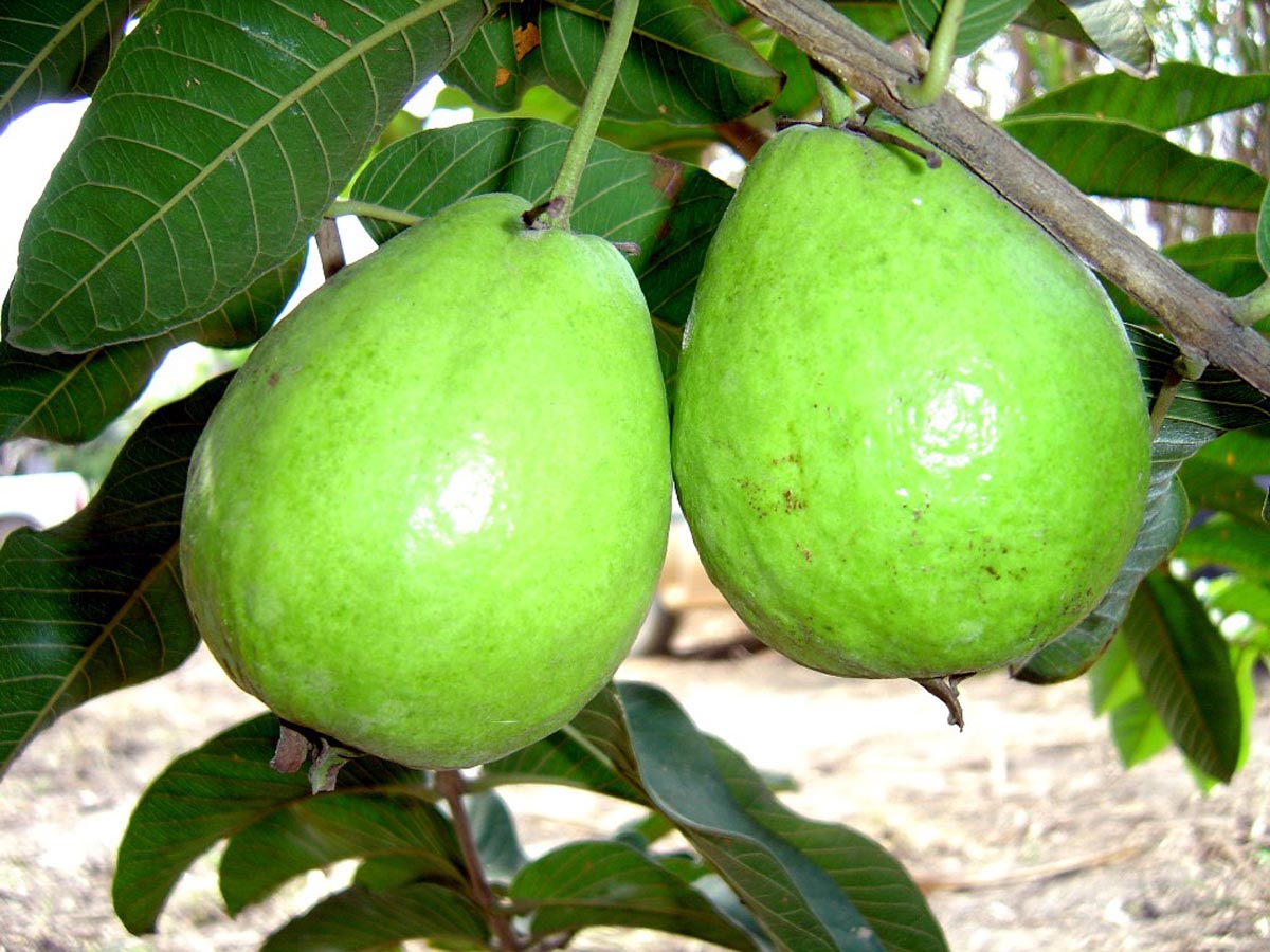 Saúde e Natureza: GOIABA