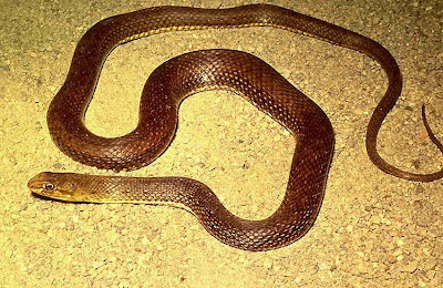 Your Personal Trip Adviser and Driver in Greece.: Venomous Animals in ...