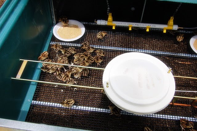 Moe Bird Hunts: Pheasant Surrogator... The Project Begins....