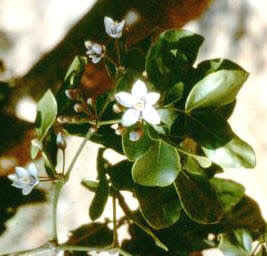 HIERBAS Y PLANTAS MEDICINALES: Guayaco