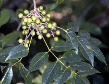 HIERBAS Y PLANTAS MEDICINALES: Cuasia