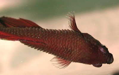 Guppy With Spiky Scales | Fish Forum