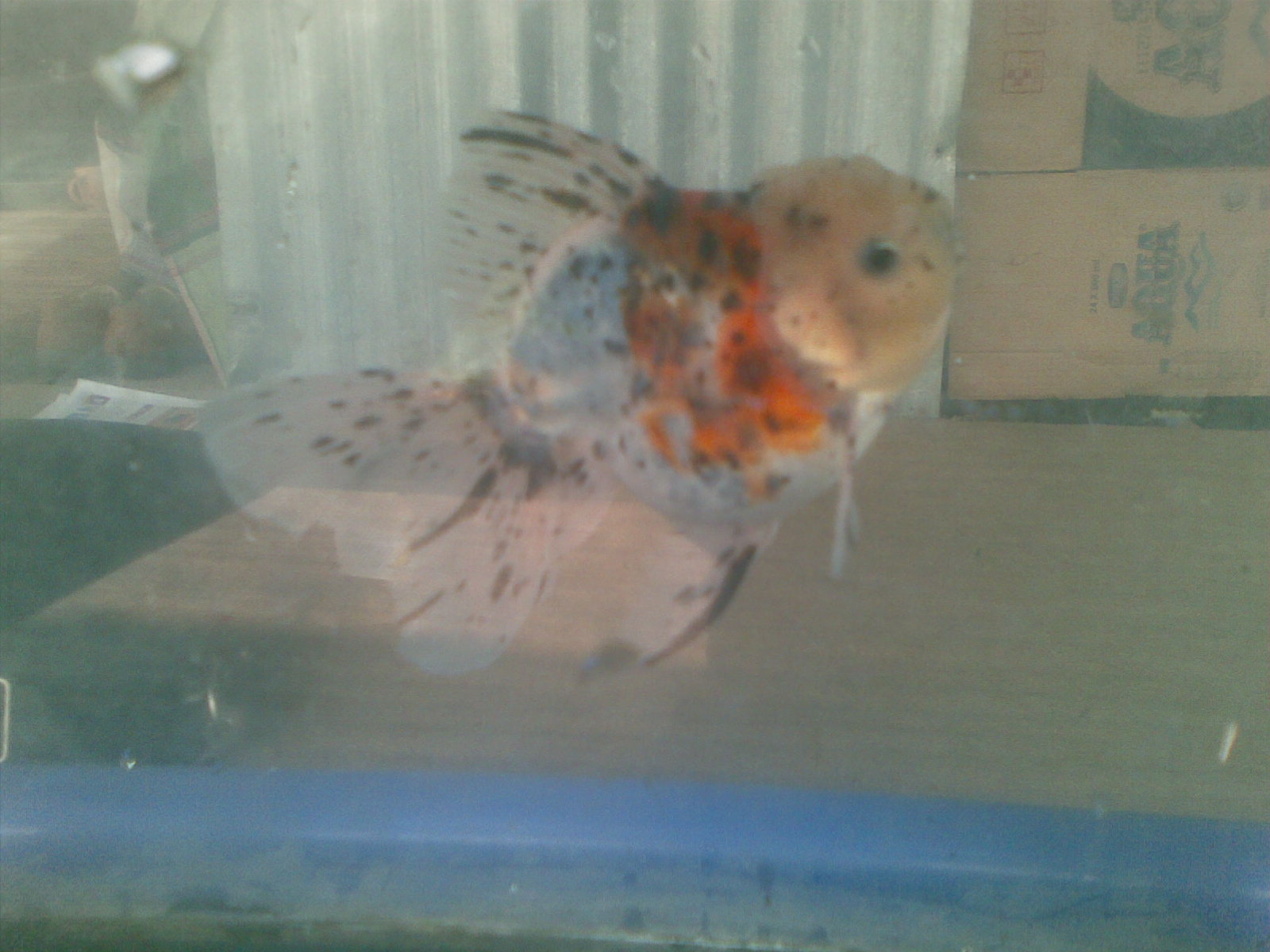 1001 GOLDFISH: CALICO ORANDA BROADTAIL