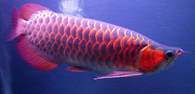 ArowannA: Spoon Head Arowana