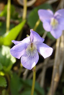 Nostalgji: Manushaqe