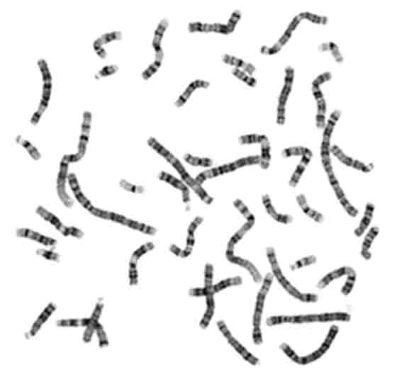 Information On Genes Avoiding Overlaps In Chromosome Image Karyotypes