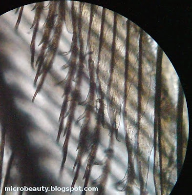 The Wonderful Microworld: Bird's Feather Under The Microscope