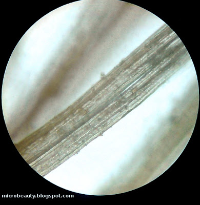 The Wonderful Microworld: Natural Fibers - Jute Fibers