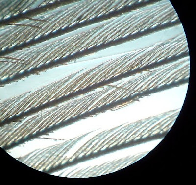 The Wonderful Microworld: Bird's Feather Under The Microscope
