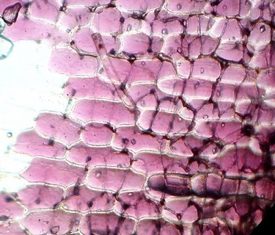 The Wonderful Microworld: Onion cells Near the Skin Area