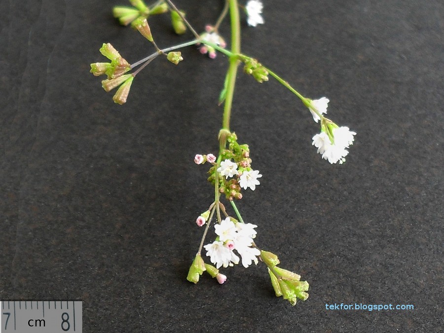Blue Sky: Small And Very Small Flowers!