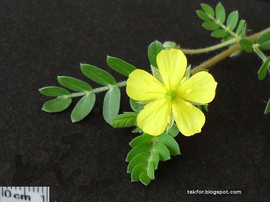 Blue Sky: Small And Very Small Flowers!