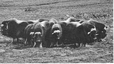 Samantha's Insights: The Wonder of The Musk Ox