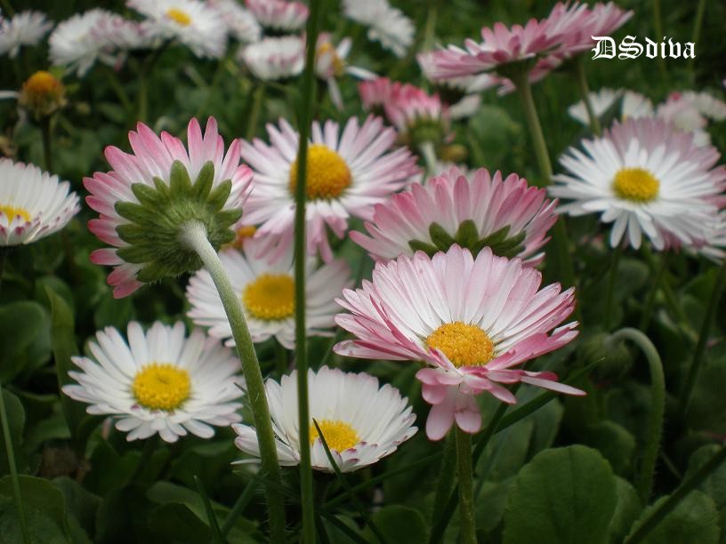 Самодивска омая: "Раз ромашка...два ромашка"