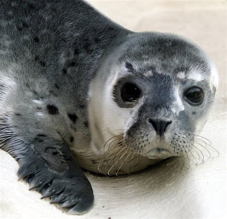 ANIMALES DEL MAR
