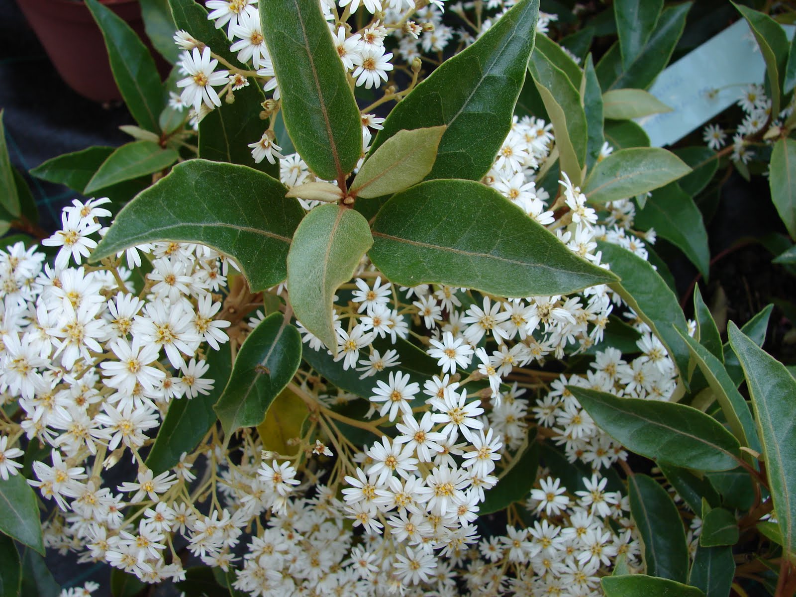 *Jardins-Parcs-Paisatges-Muntanyes-Ciutats*: Olearia cheesemanii ...