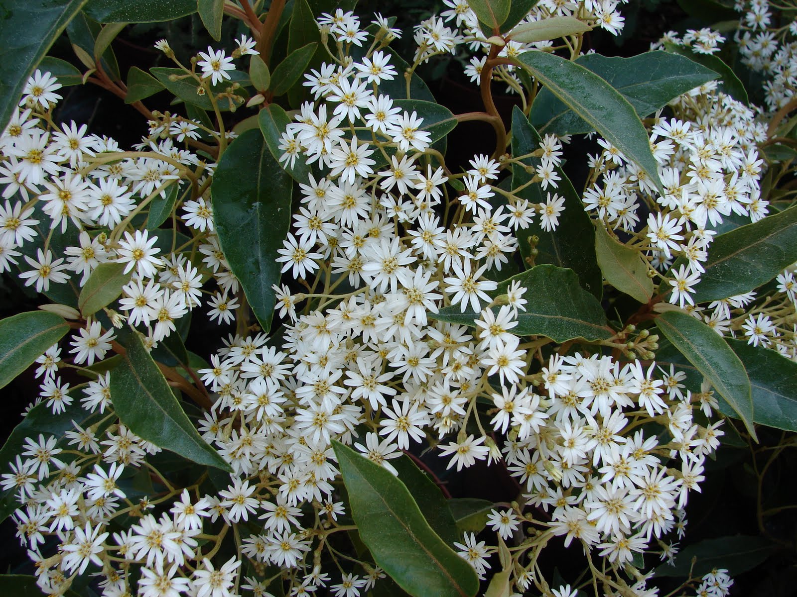 *Jardins-Parcs-Paisatges-Muntanyes-Ciutats*: Olearia cheesemanii ...