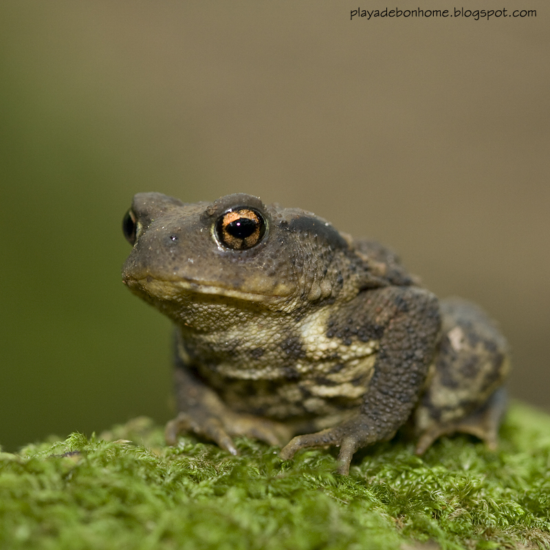 playadebonhome: octubre 2010