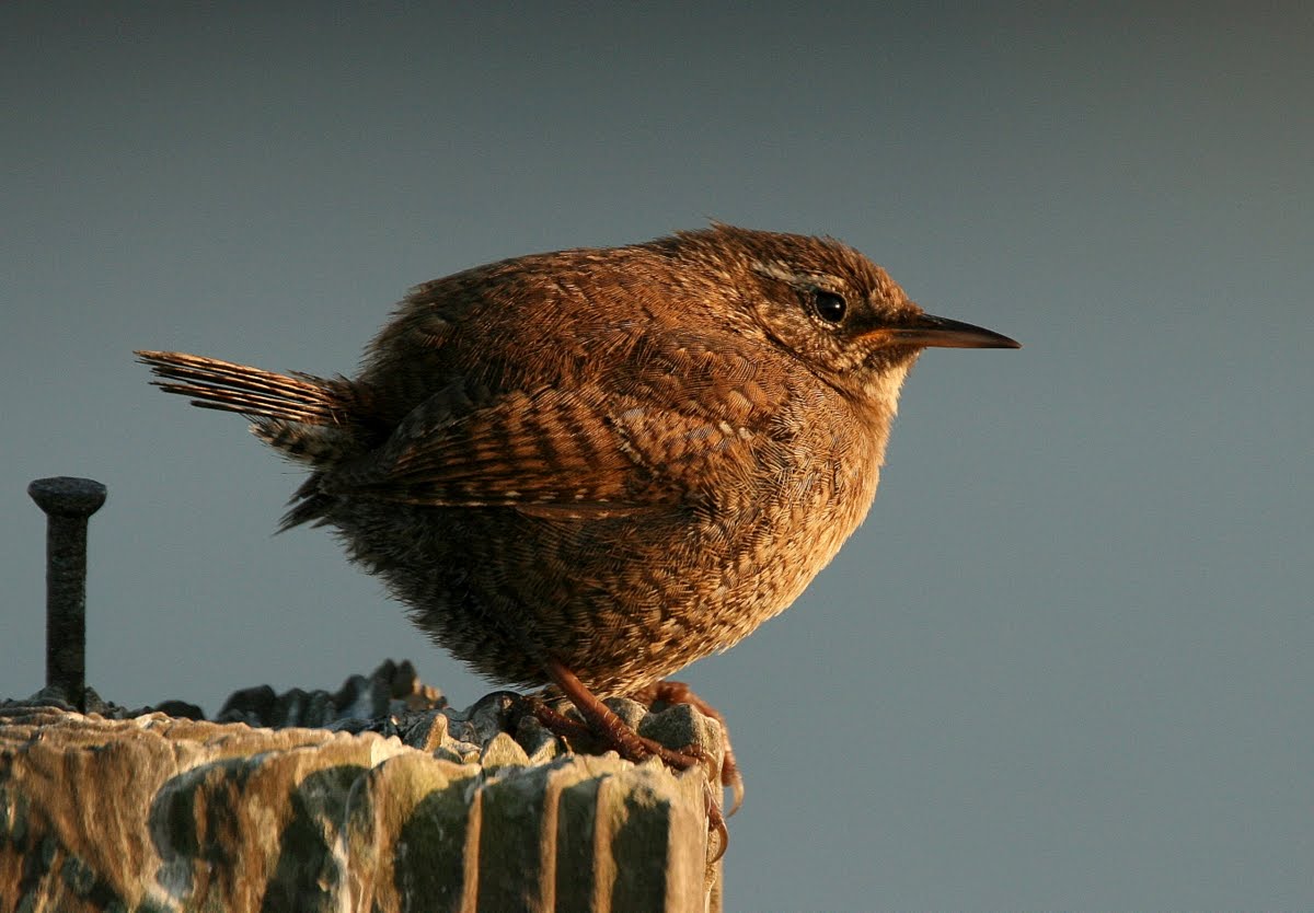 Burravoe Birding: Shetland Wren