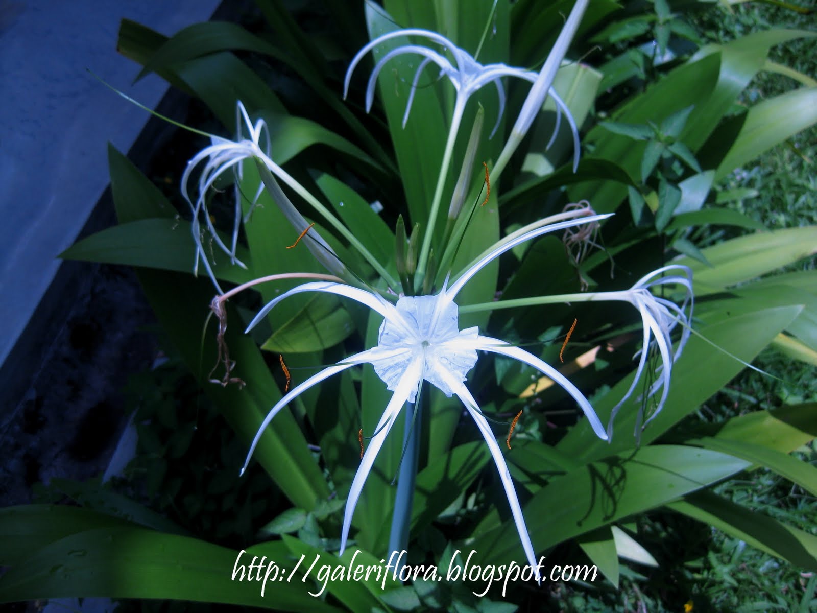 Galeri flora: Pokok bunga berbau wangi ( scented flowers )