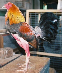 Gallos Rodriguez González: Gallos en Sevilla (osuna) pollos, gallos ...