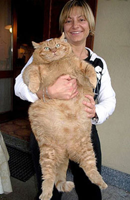 Gato garfield - Imagui