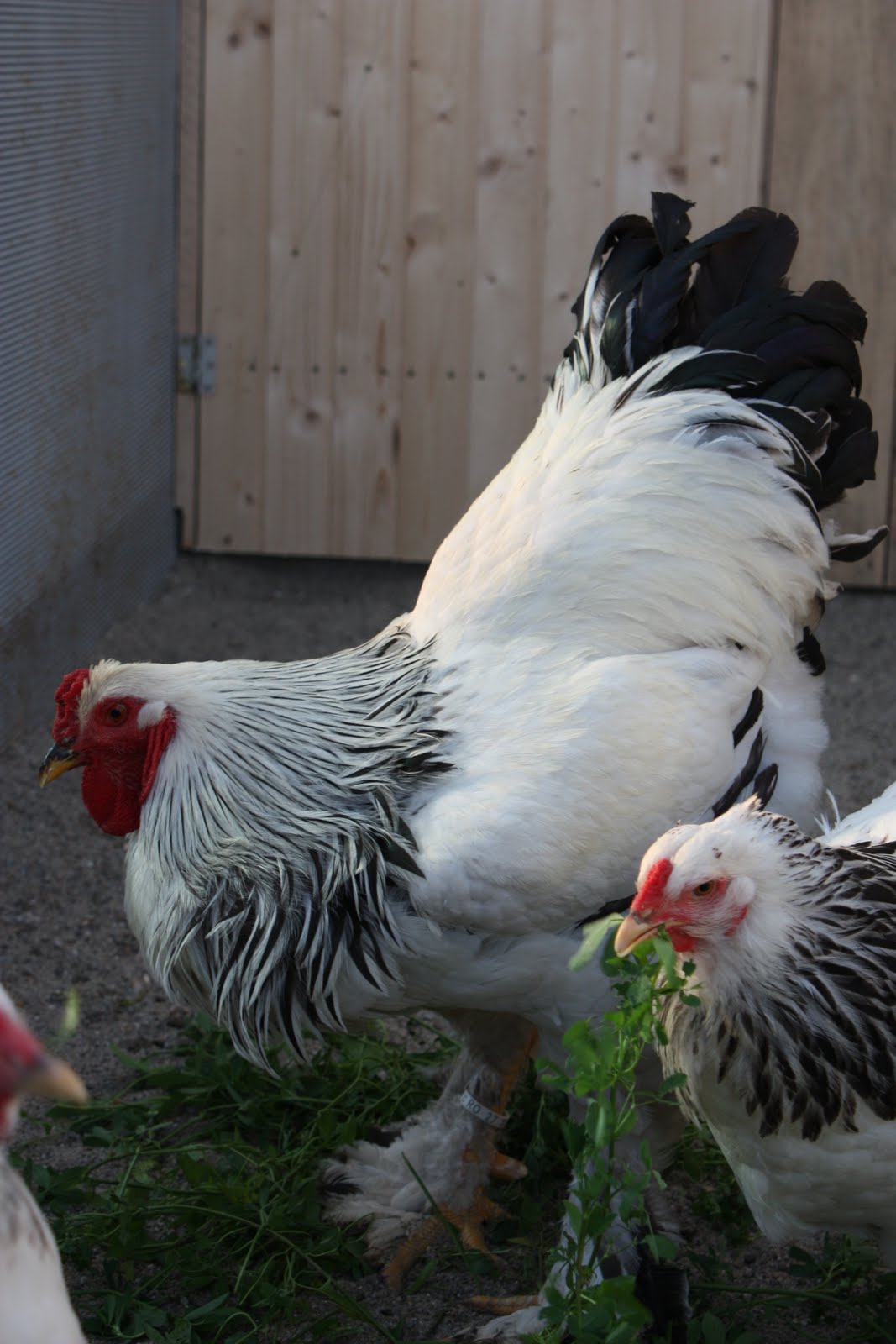 Rassen Hühner: Brahma Hühner