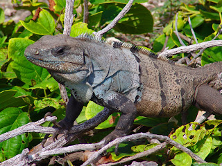 La Galería Fotográfica de Esteban Amaro: "Tolok" Iguana en Maya