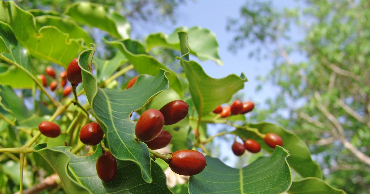 La Galería Fotográfica de Esteban Amaro: Arbol de Chechen