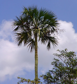 La Galería Fotográfica de Esteban Amaro: Palma Chit