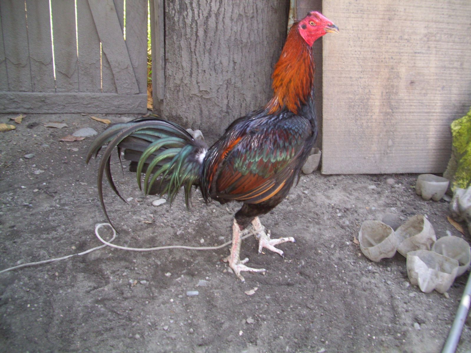 GALLOS NAVAJEROS DEL PERU - CRIADERO VIENRICH
