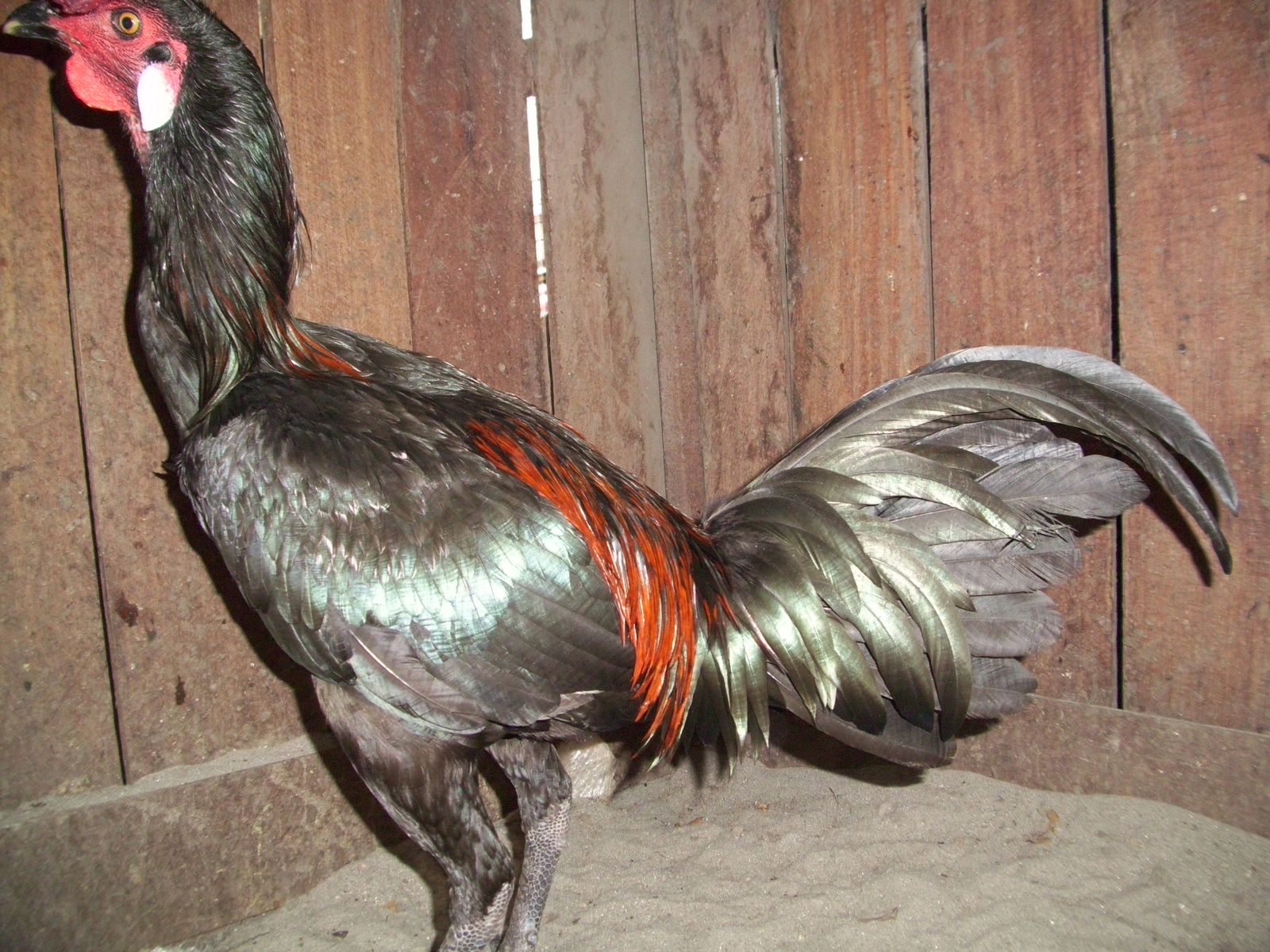 GALLOS NAVAJEROS DEL PERU - CRIADERO VIENRICH