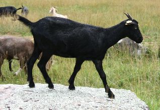 HORSESHOE CANYON RANCH MEAT GOATS: Our spanish goats...