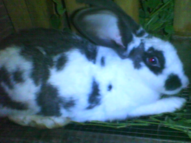 English Spot Rabbit | RABBITS BOX