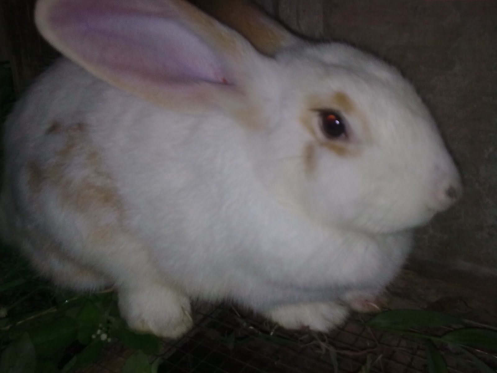 English Spot Rabbit | RABBITS BOX