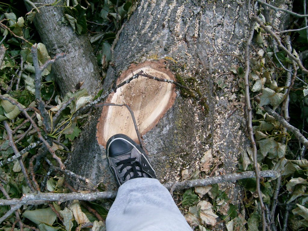 Angelowe and Dalavaccio: Balsam Poplar