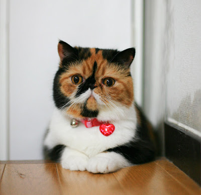 super.fine: Smooshy-faced Cats